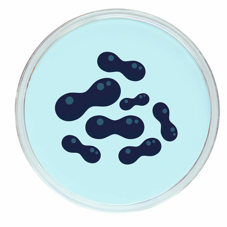 Probiotic strains - Biena