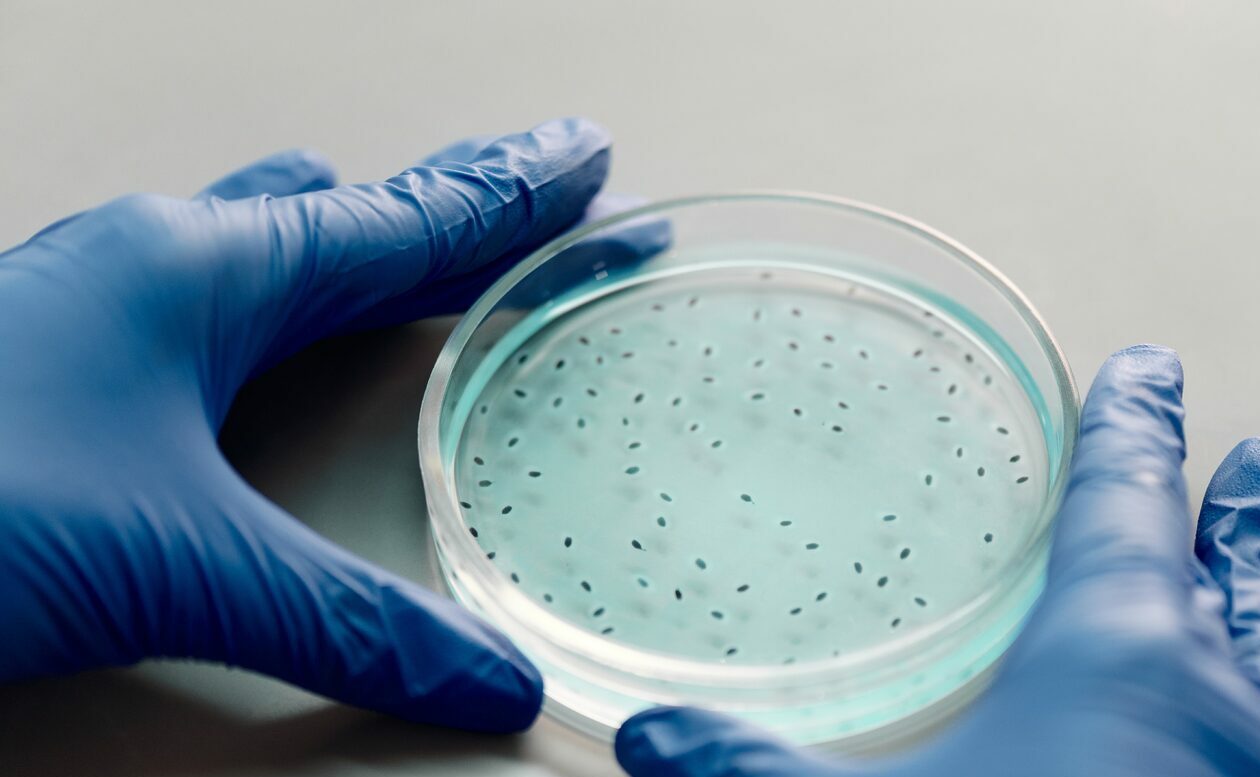 Probiotic strains - Biena